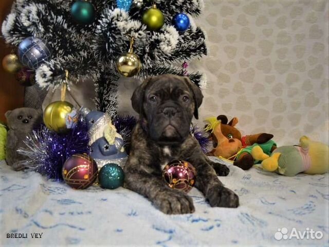 Мальчик Бульмастифа