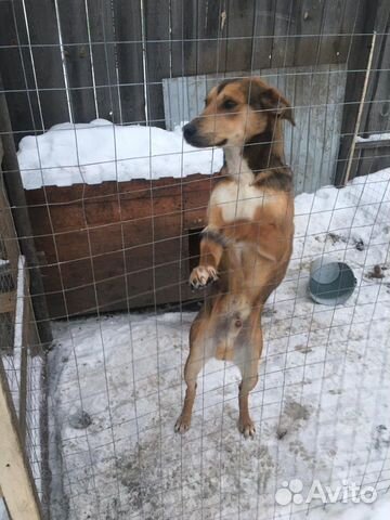 Русская гончая