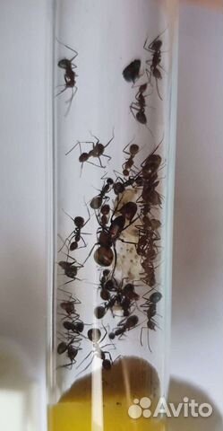 Муравьи Camponotus Nicobarensis