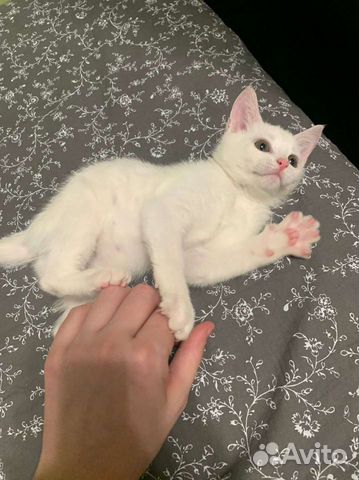 Белая кошечка (девочка)