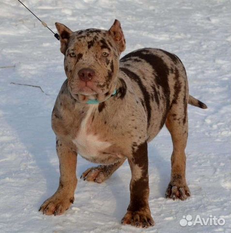 Американский булли мальчик