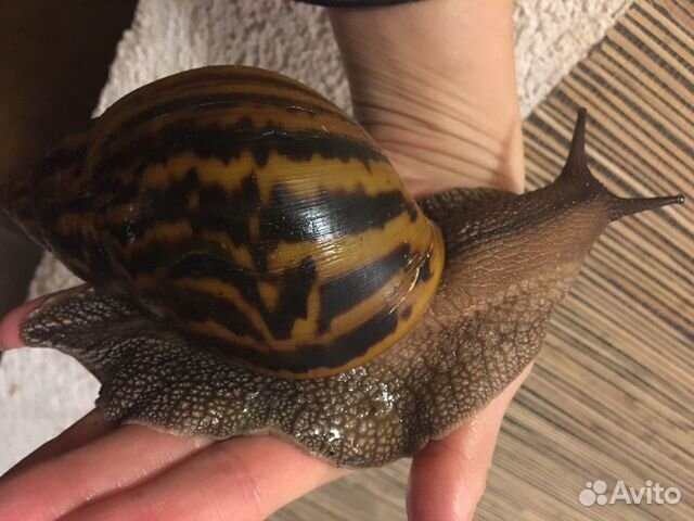 Взрослая Ахатина Дарк Тигр