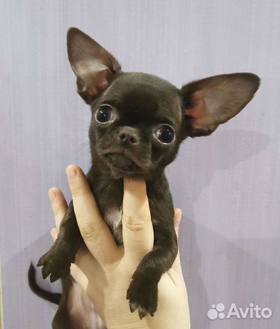 Чихуахуа супермини мальчик Шоколадный