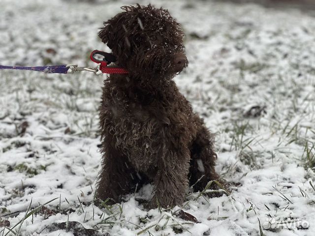 Щенки лаготто романьоло