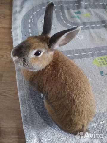 Кролик Пуша ищет дом