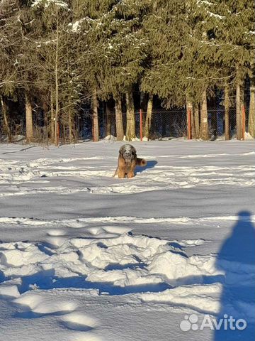 Собака леонбергер вязка