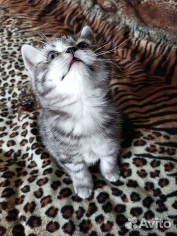 Шотландец Коржик