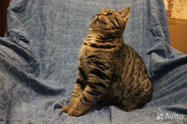 Кошка Пуся самая мягкая булочка