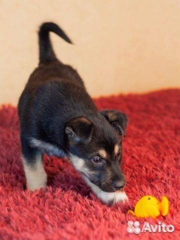 Щенок Кася- теледива в добрые руки