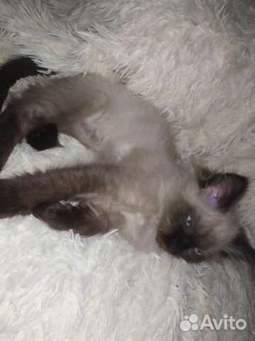 Котик