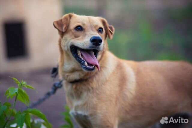 Игривая собака в добрые руки