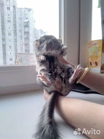 Шиншиллы вместе с клеткой