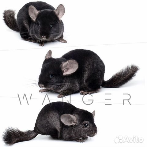Редчайшие Шиншиллы окраса «Дарк Эбони»