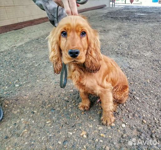 Английский кокер спаниель