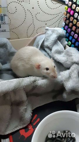 Пасюки для случки