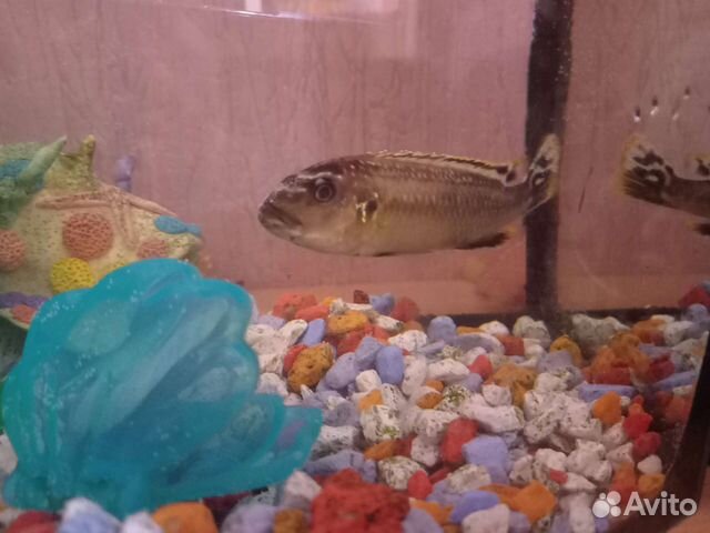 Аквариумная рыбка цихлида