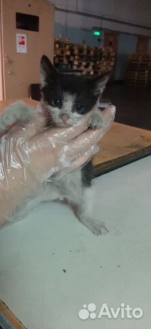 Бездомный котенок