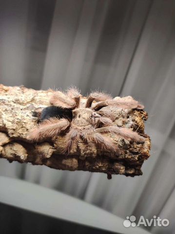 Паук Psalmopoeus pulcher самка