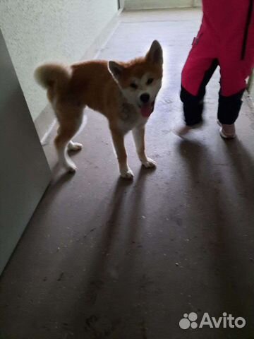 Найден щенок атико-ину