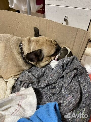 Щенки мопса