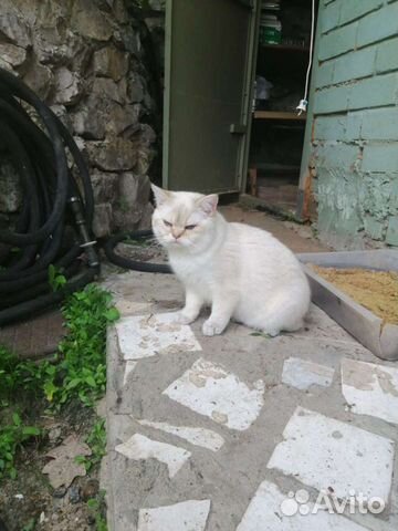 Коллорное Золото Кот