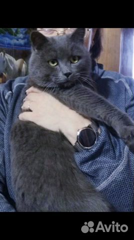 Русская голубая