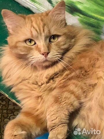 Котики - рыжики от 1 года