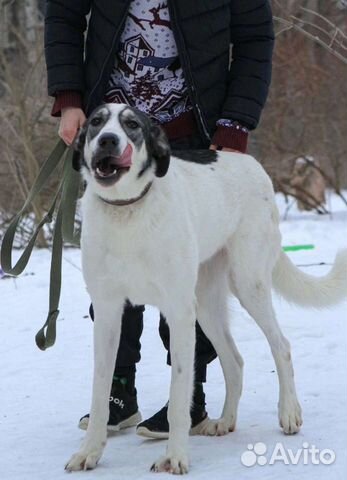 Глория. Умная красивая собака. Бесплатно