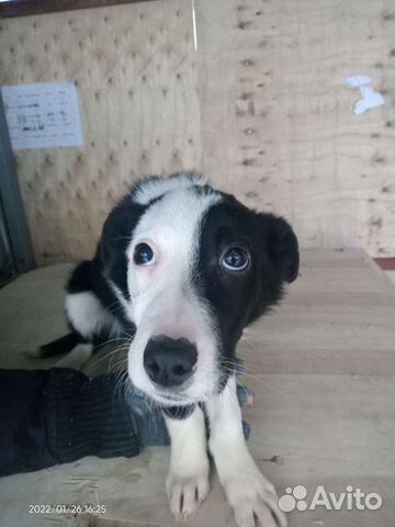 Щенок Лика 3 мес в дар