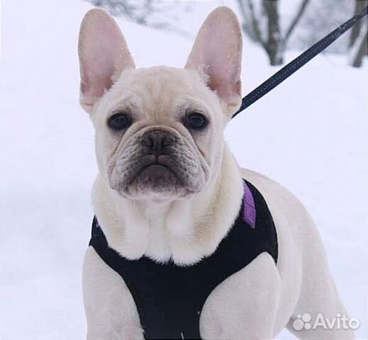 Подрощенный красавчик