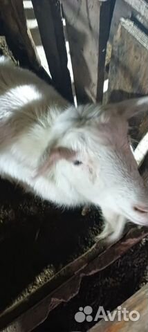 Козел племенной и козы