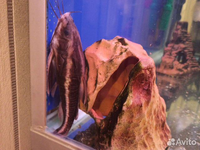 Поющий сом полосатик