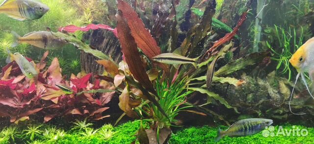 Эхинодорус магрибинец