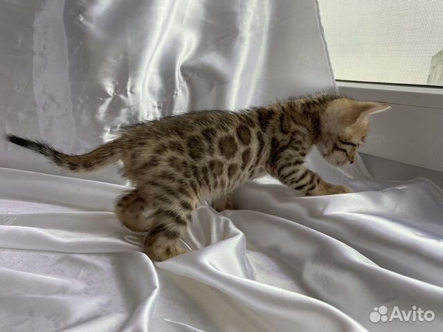 Бенгальские котята