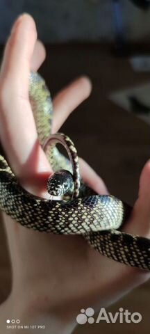 Королевская змея обыкновенная брукса