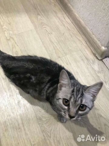 Шотландская кошечка