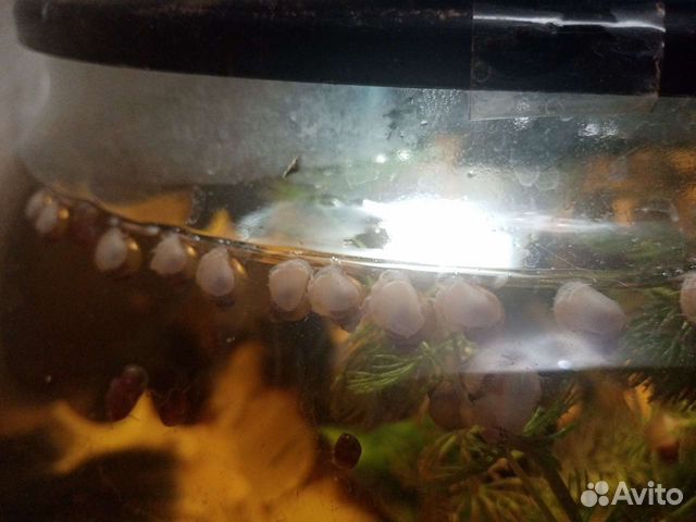 Аквариумные рыбки