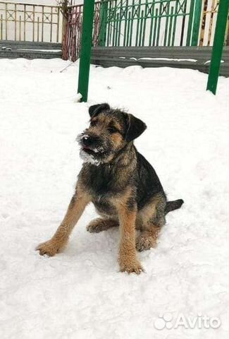 Миттельшнауцер метис