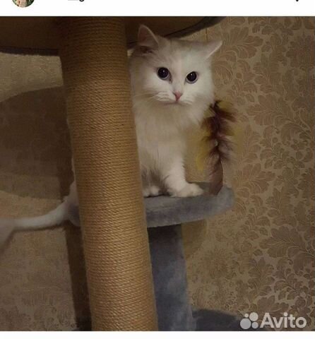 Турецкая ангора