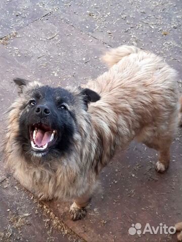 Малышка Луна ищет дом