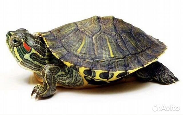 Черепаха отдаю бесплатно