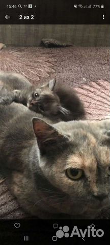 Кошка 1, 5 месяца