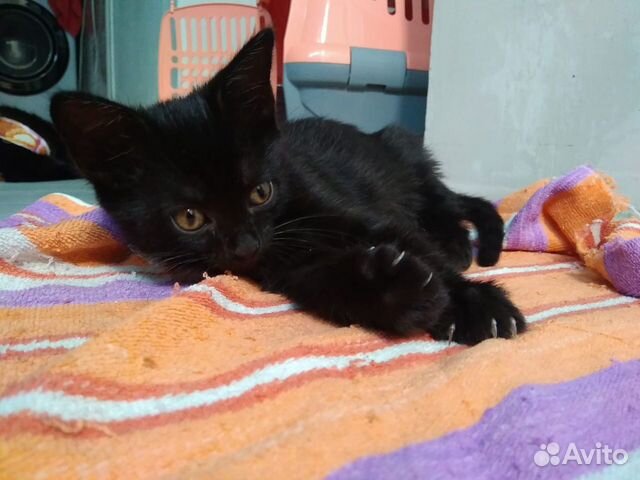 Отдаю котенка