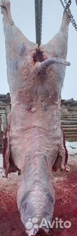 Быки на мясо