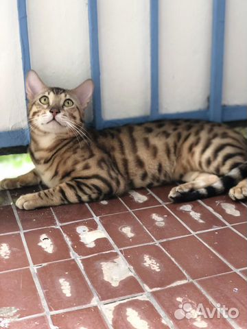 Кот Саванна F4 вязка