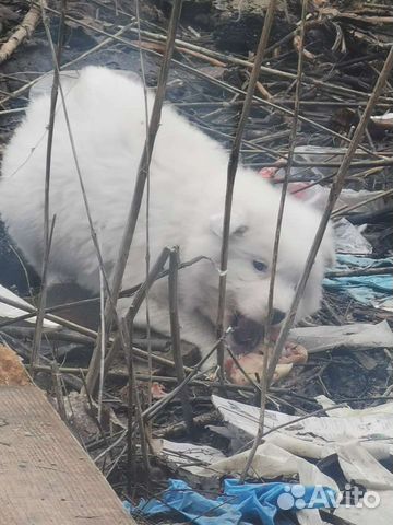 Маленький щеночек ищет дом