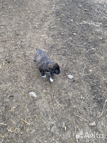 Щенки азиатской овчарки