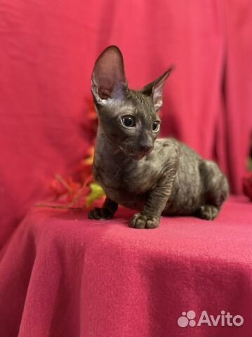 Мальчик Эльф