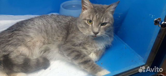 Кот в добрые руки