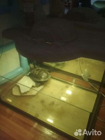 Черепашка с террариумом